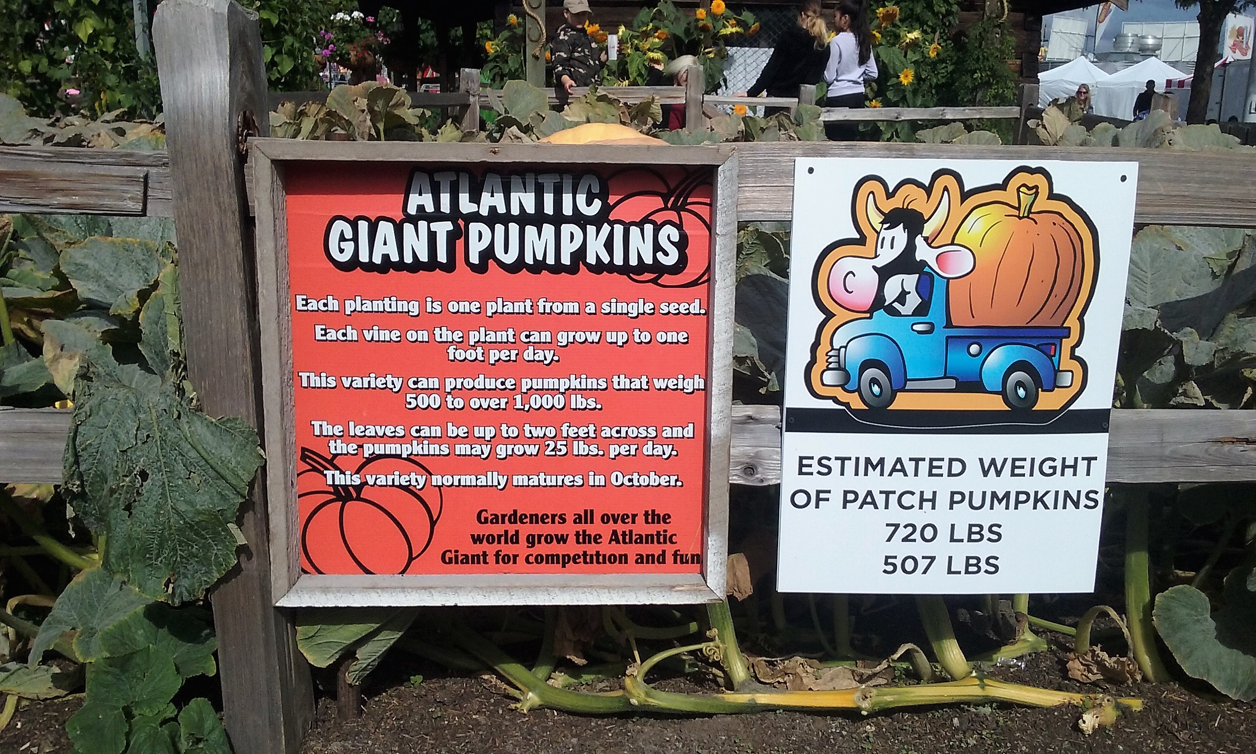 Giant pumpkins at Washington State Fair 2018 | Roadtirement