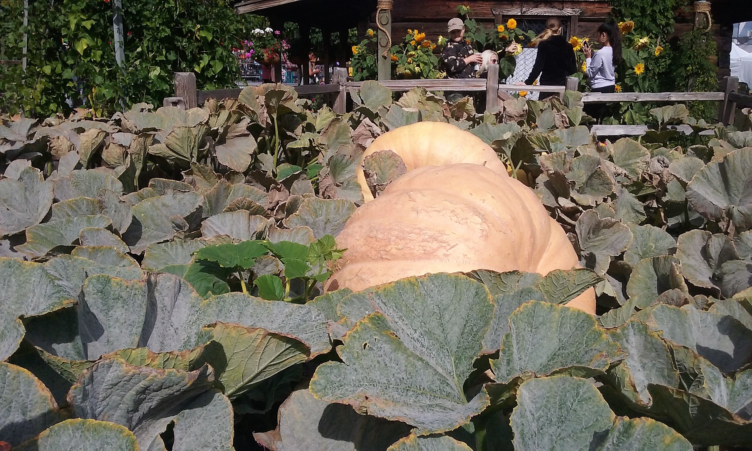 Giant pumpkins at Washington State Fair 2018 | Roadtirement