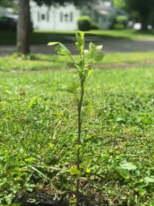 Tulip tree sapling off to a good start | Roadtirement