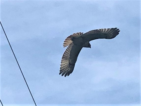 Saw Hawk on my walk | Roadtirement