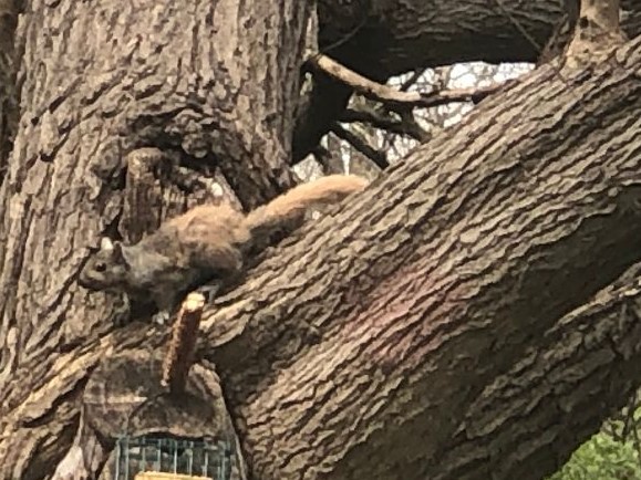 Two tone squirrel video | Roadtirement