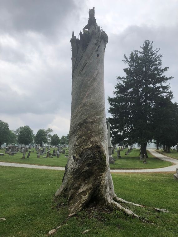 I’ve never seen a tree like this before | Roadtirement