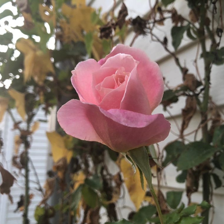 The last rose | Roadtirement