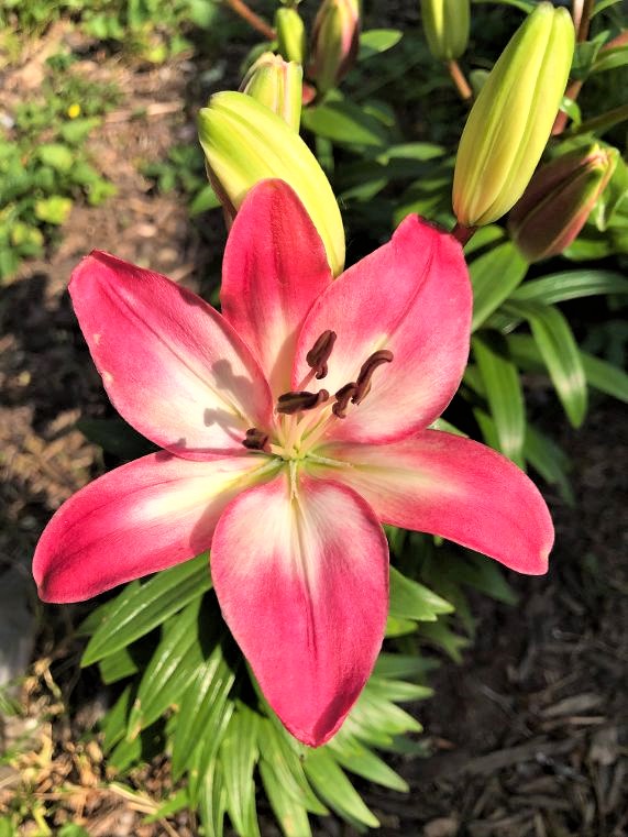 First Asiatic Lily of many | Roadtirement