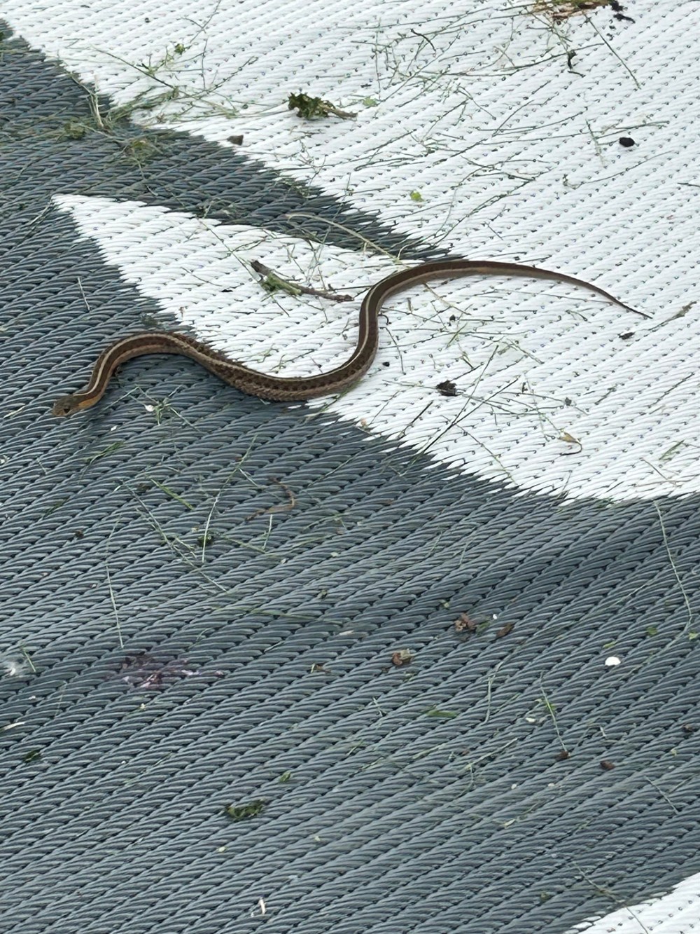 The common garter snake is a friend in your backyard | Roadtirement