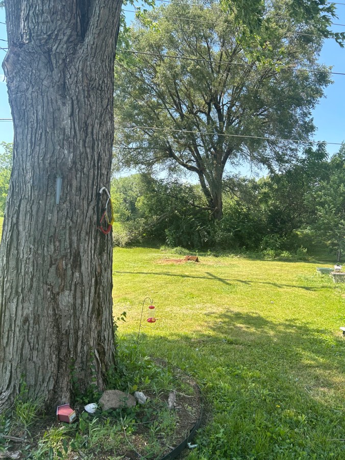 Duke Energy takes a huge Mulberry tree from our yard | Roadtirement